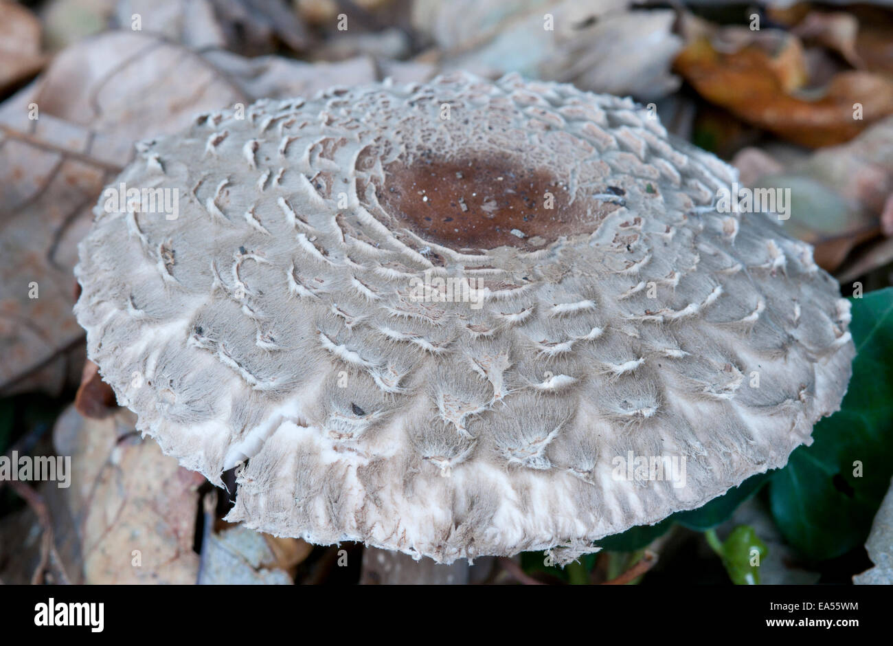 A close up shot of the cap of Shaggy Parasol taken by the roadside near ...