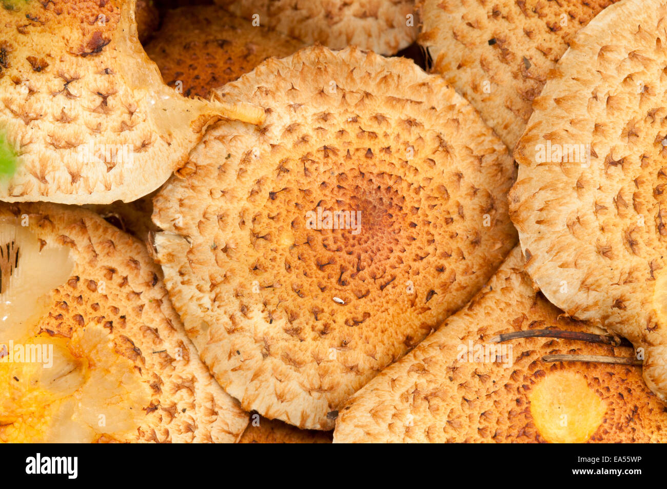 Close up of a group of fruiting bodies of the Shaggy Scaly-cap fungus ...