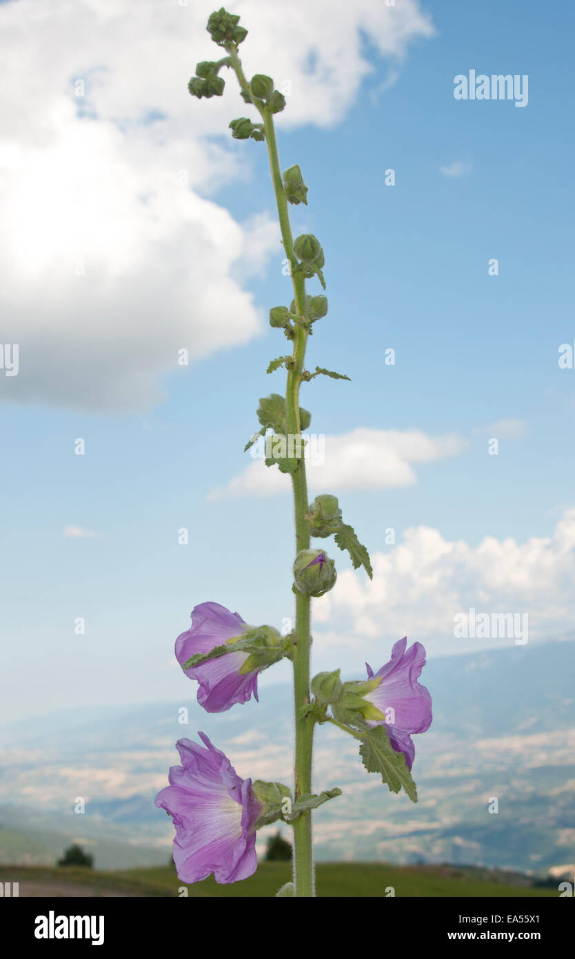 A Hollyhock lit with fill in flash against a scenic background at Ak ...