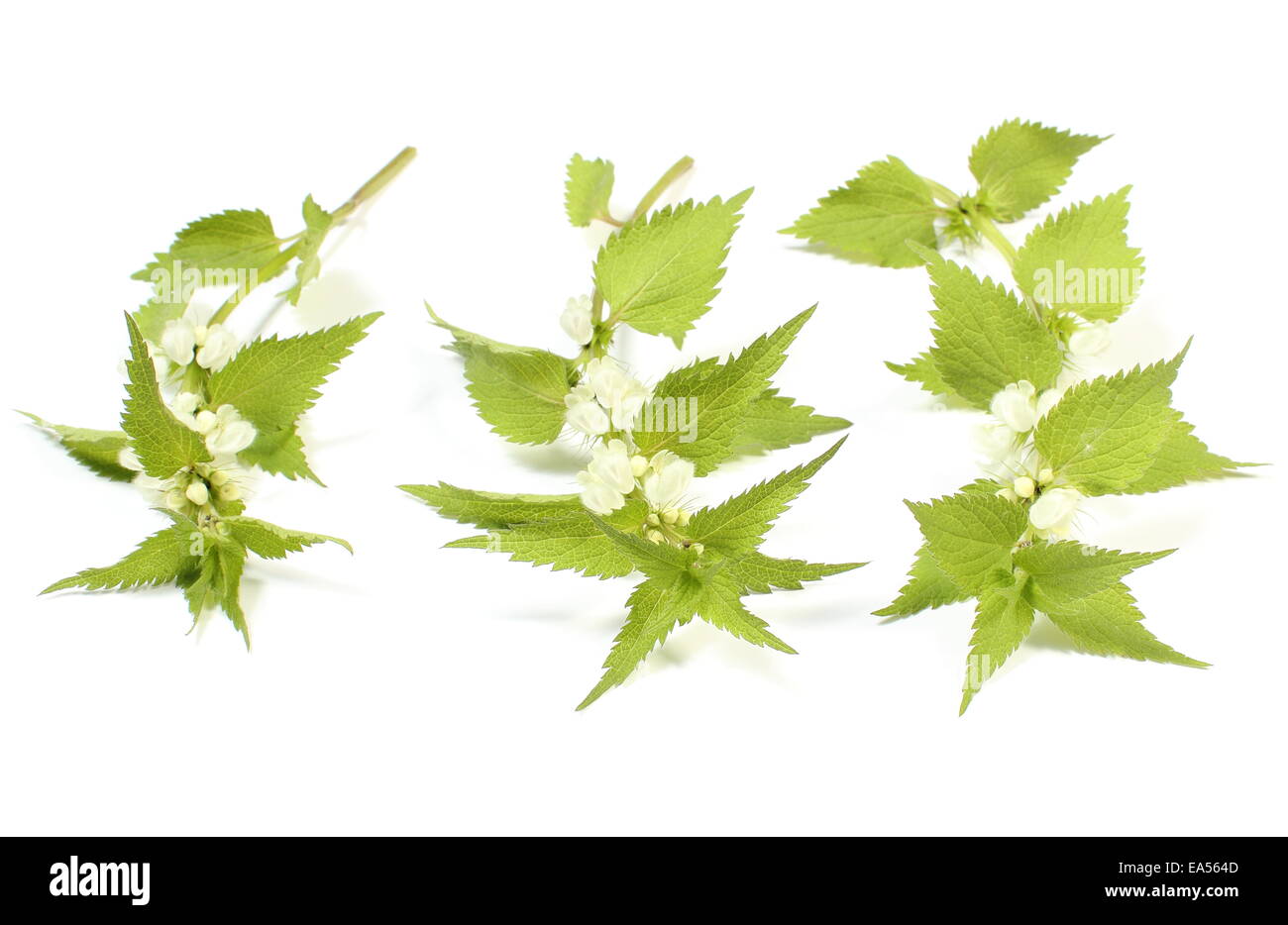 Fresh stinging nettles with white flowers. Isolated on white background ...