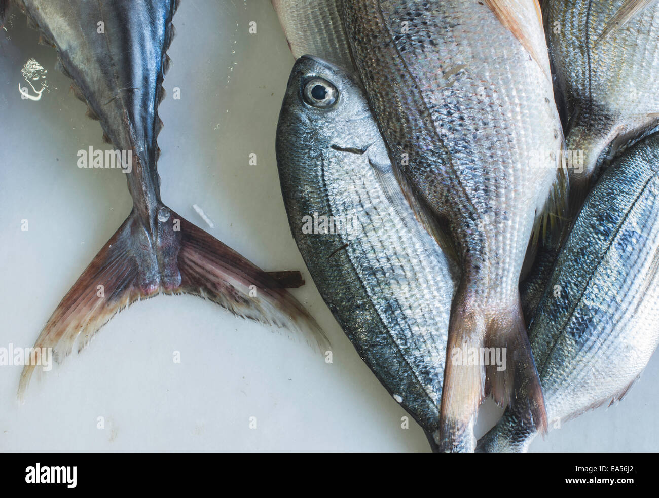 Silver bass fish hi-res stock photography and images - Alamy