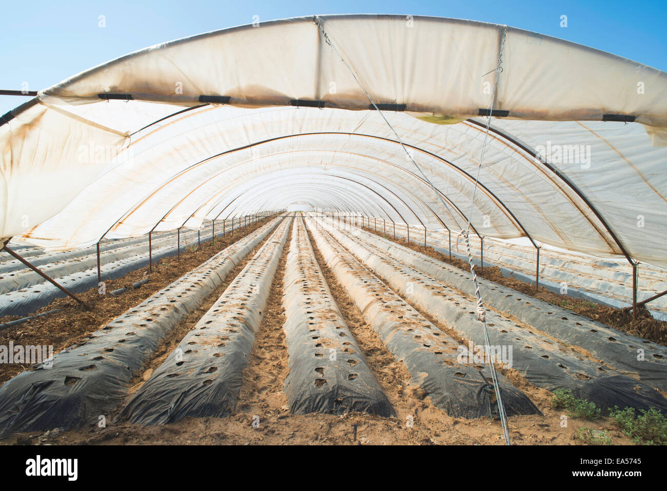 Greenhouse without plants. Sunlight Stock Photo - Alamy