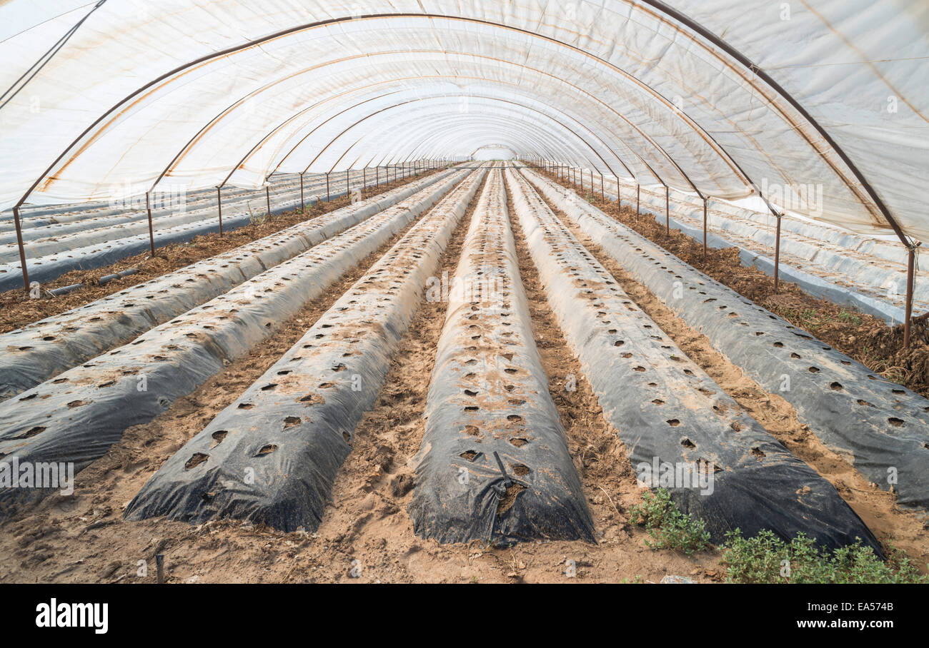 Greenhouse without plants. Sunlight Stock Photo - Alamy