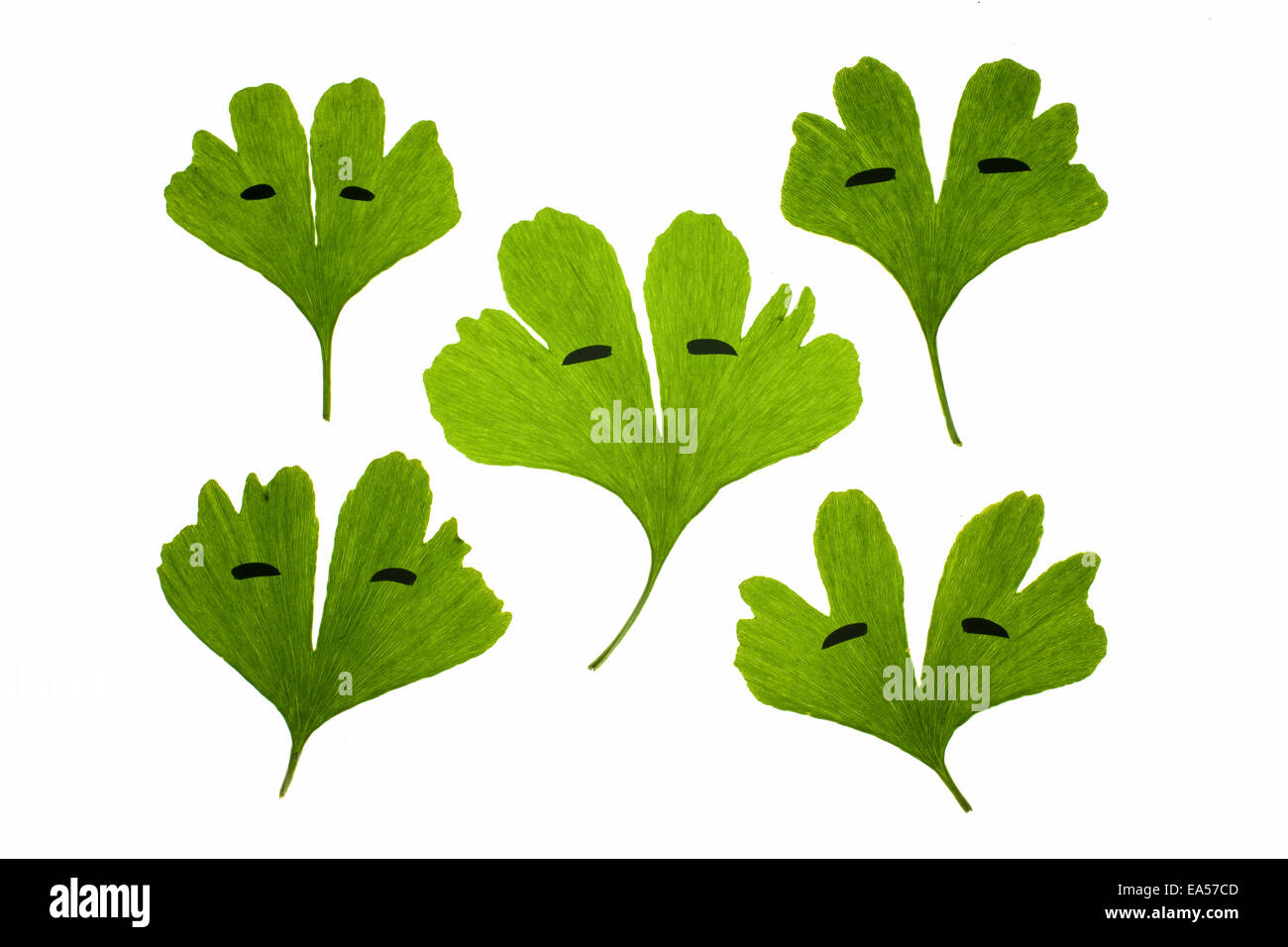 Multiple leaf Cut Out Stock Images & Pictures - Alamy