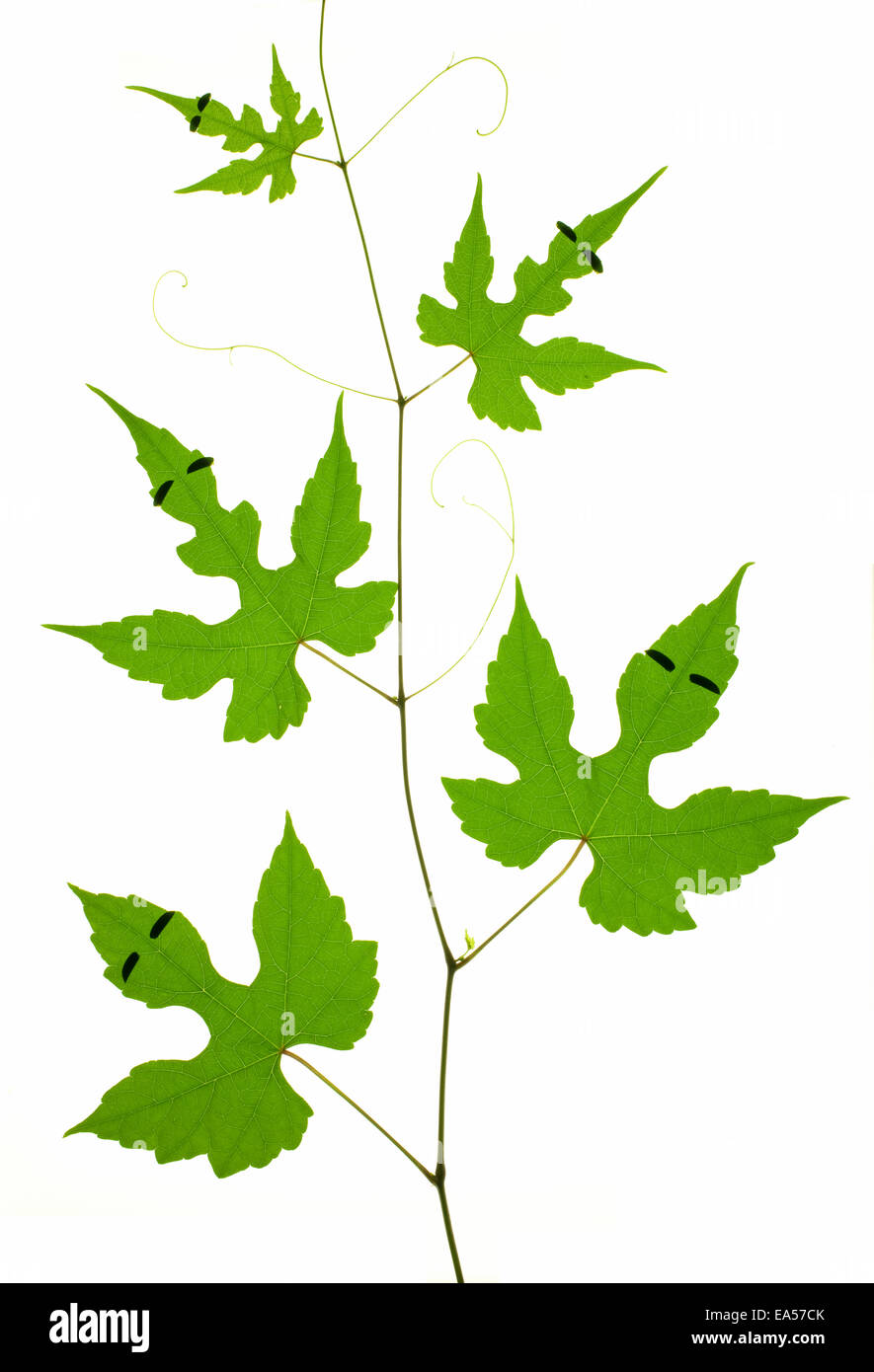 Multiple leaf Cut Out Stock Images & Pictures - Alamy