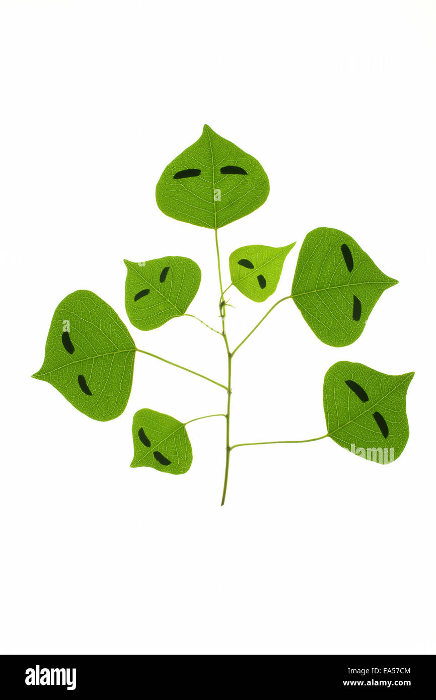 Multiple leaf Cut Out Stock Images & Pictures - Alamy