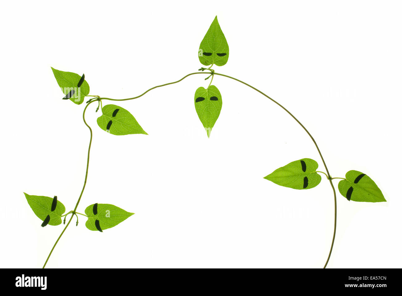 Multiple leaf Cut Out Stock Images & Pictures - Alamy