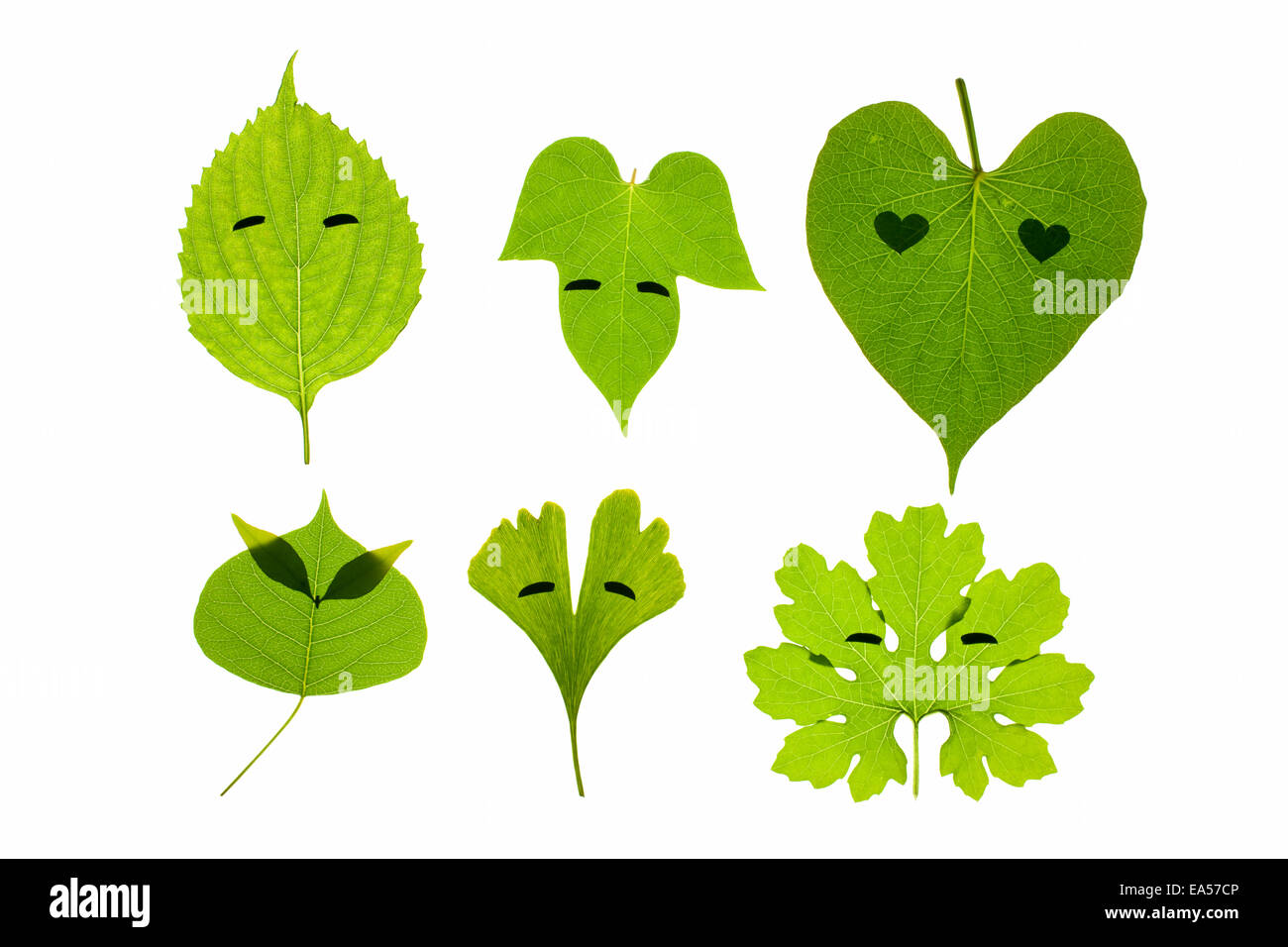 Multiple leaf Cut Out Stock Images & Pictures - Alamy