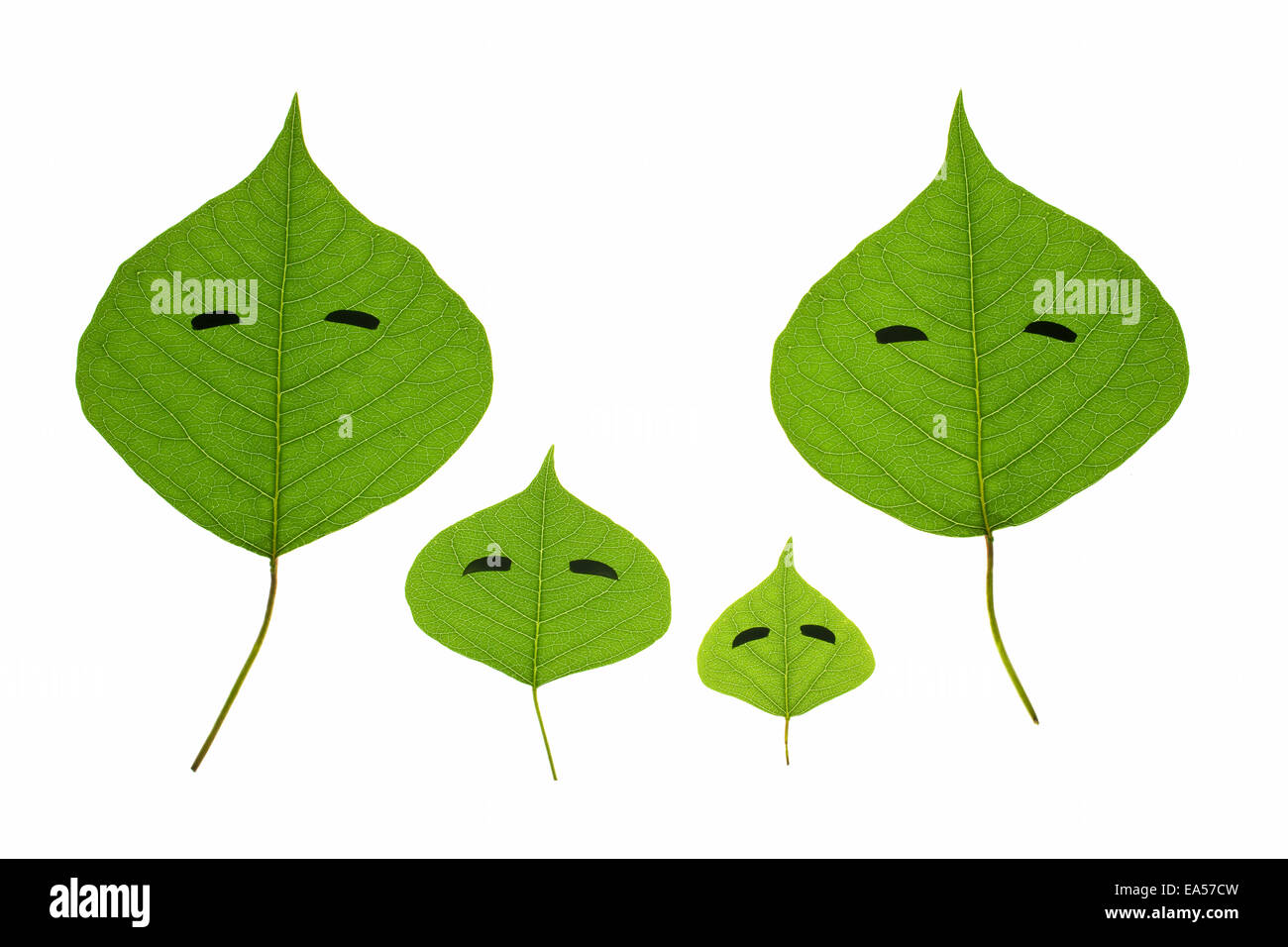Multiple leaf Cut Out Stock Images & Pictures - Alamy