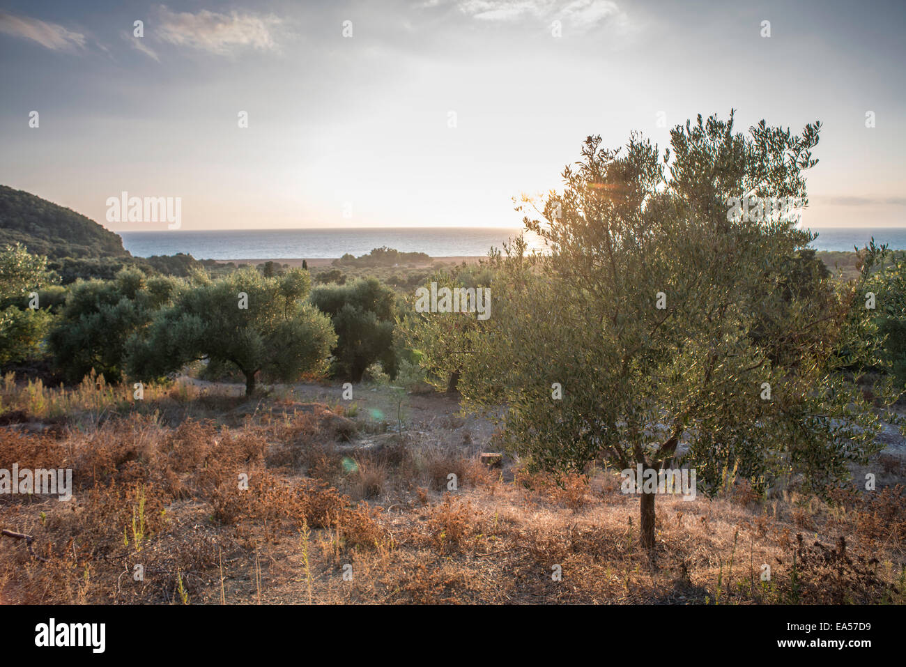 Olive trees and sun rays. Olive plantation Stock Photo - Alamy