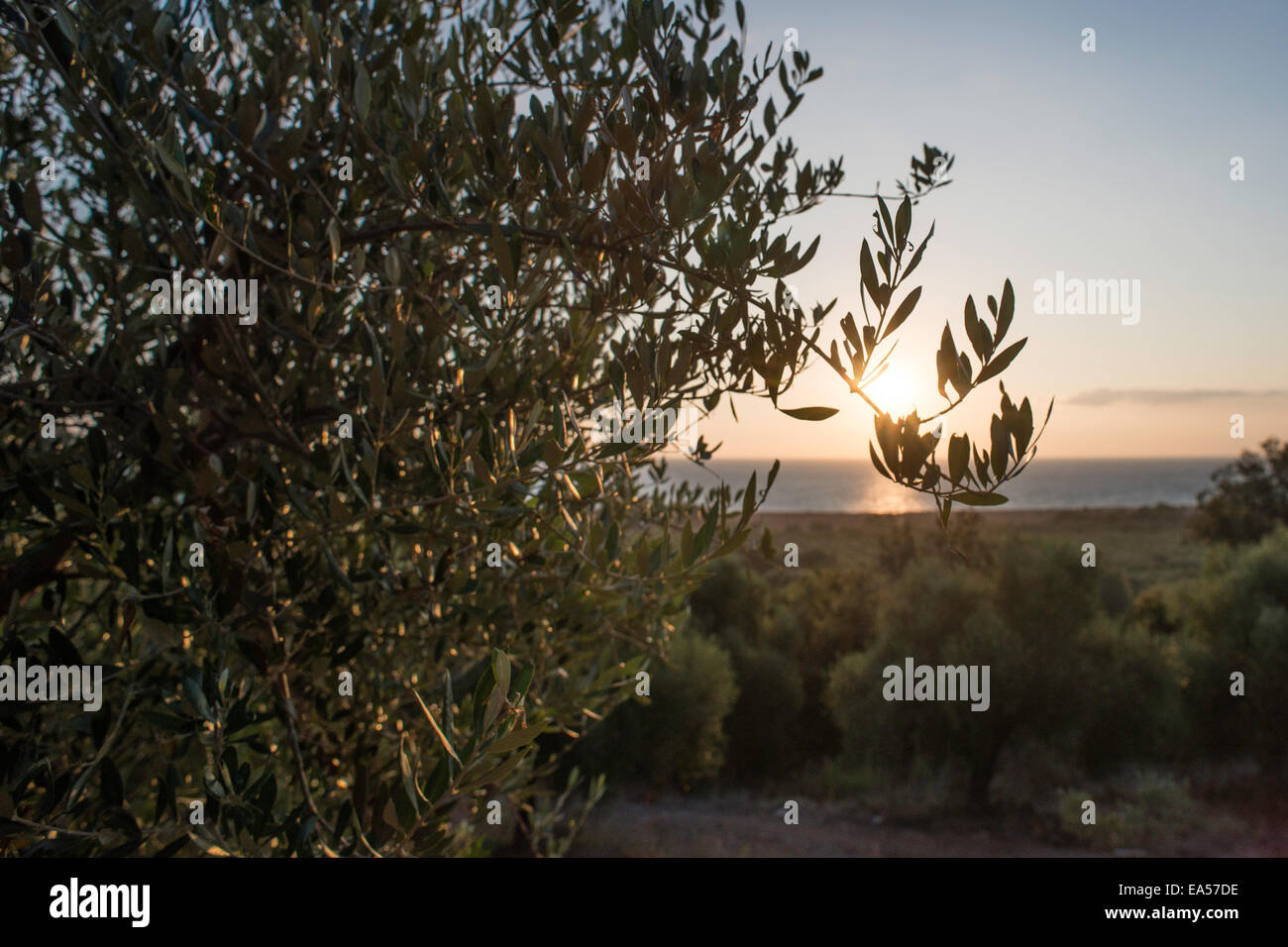 Olive trees and sun rays. Olive plantation Stock Photo - Alamy