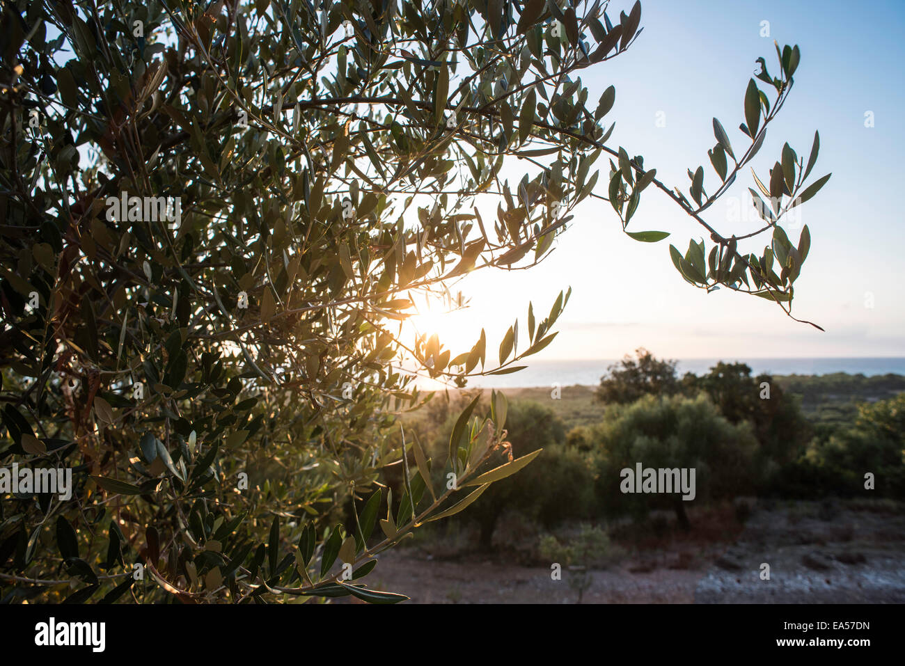 Olive trees and sun rays. Olive plantation Stock Photo - Alamy