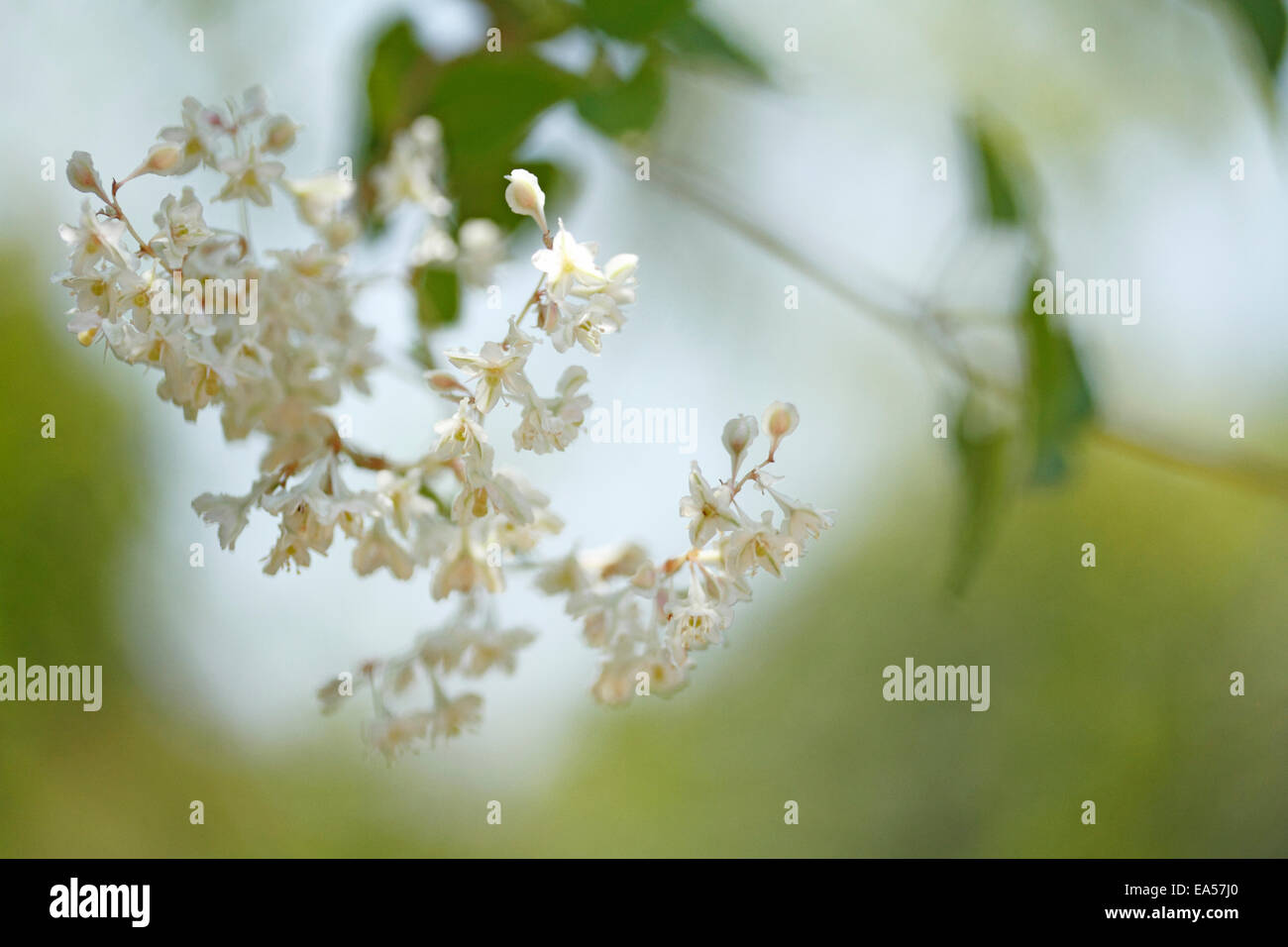 Resurrection lily (lycoris squamigera) hi-res stock photography and ...