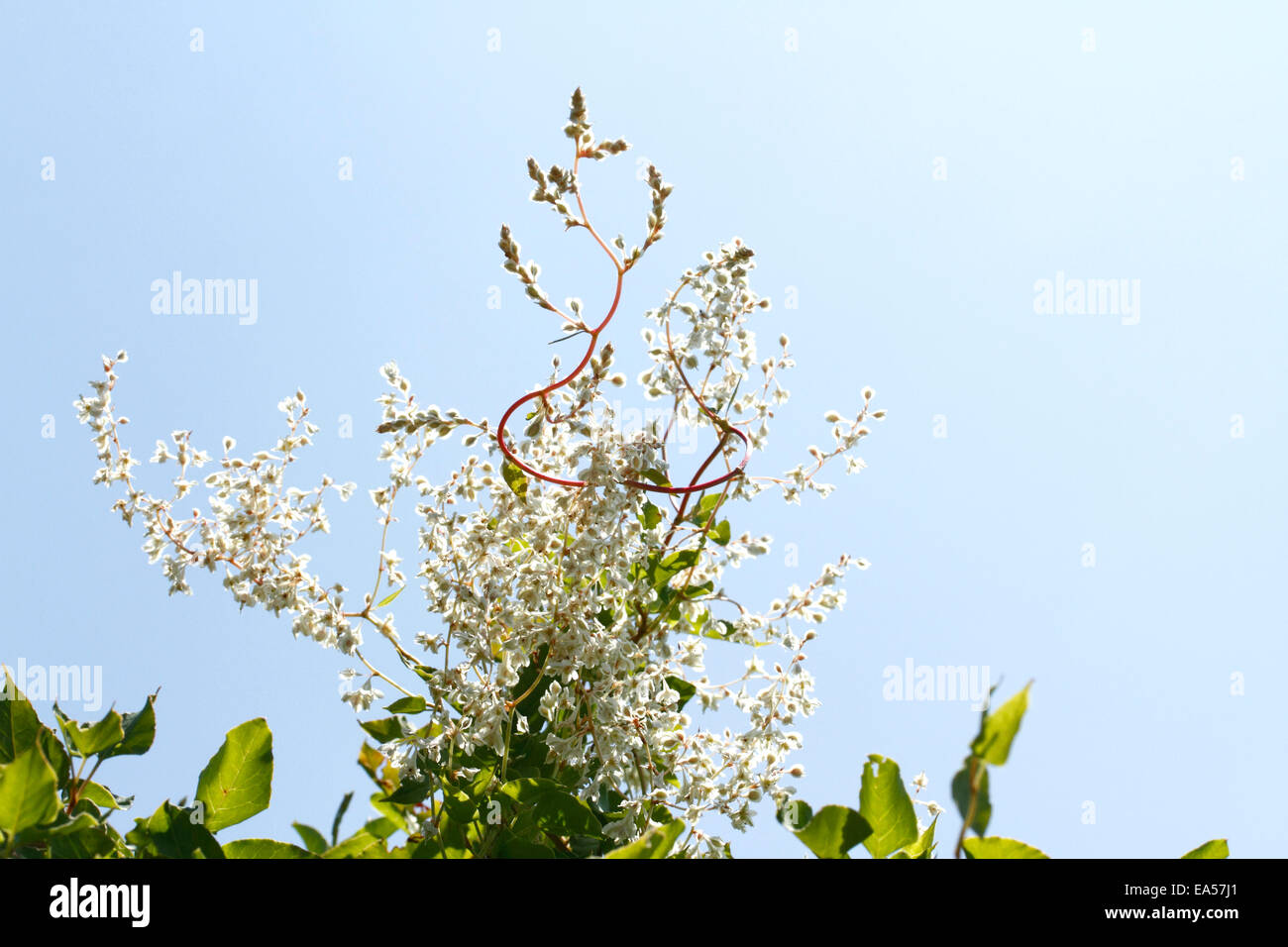 Resurrection lily (lycoris squamigera) hi-res stock photography and ...