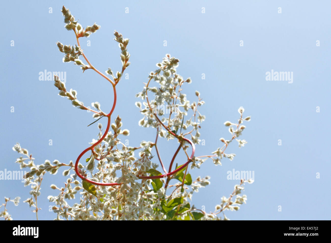 Resurrection lily (lycoris squamigera) hi-res stock photography and ...