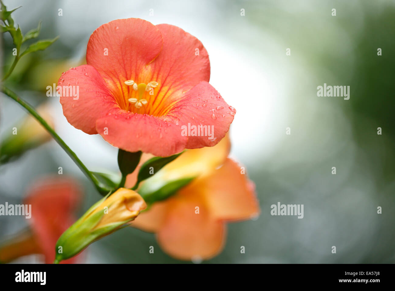 Chinese Trumpet Creeper Stock Photo - Alamy