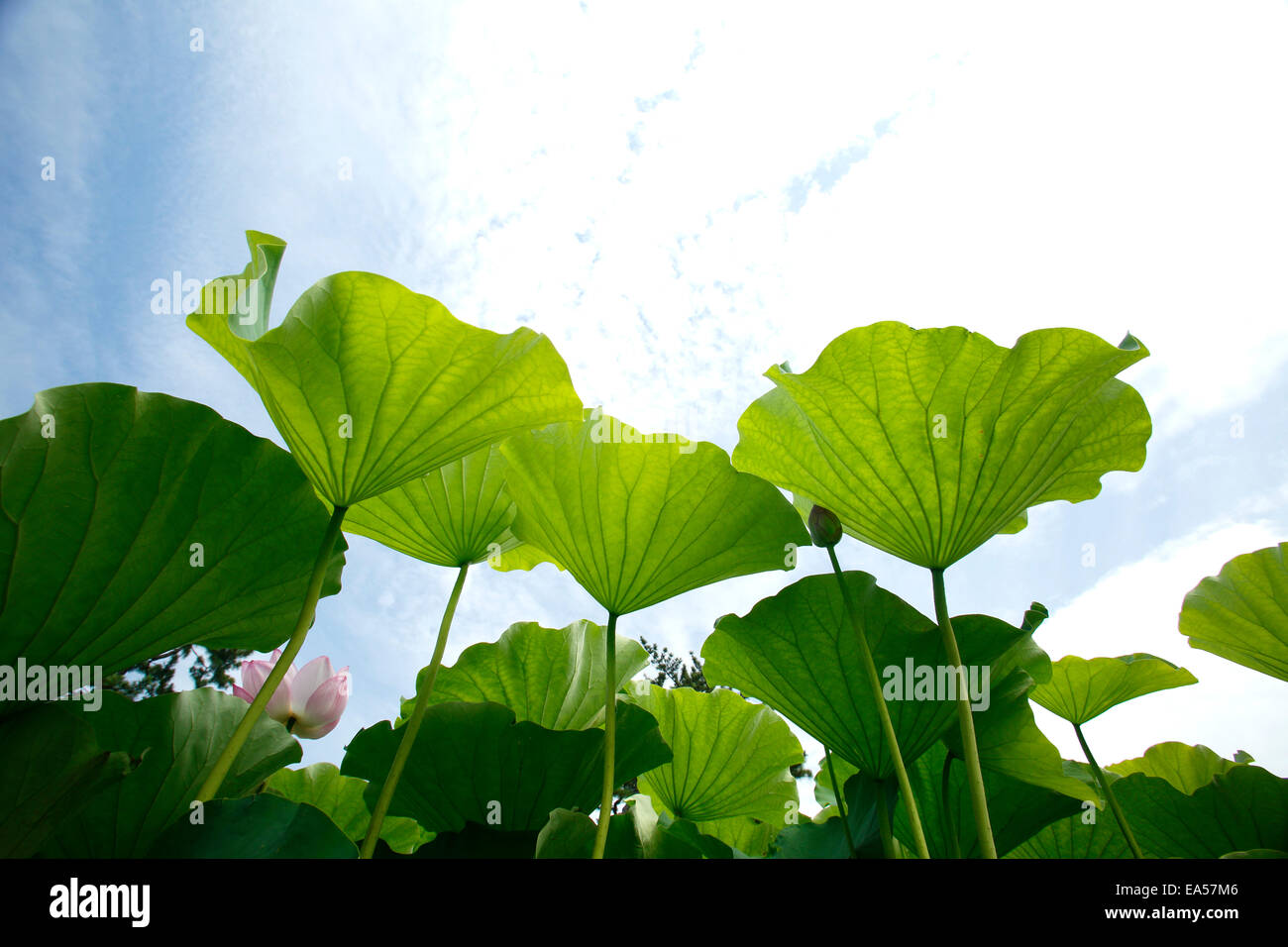 Multiple lotus leaves hi-res stock photography and images - Alamy