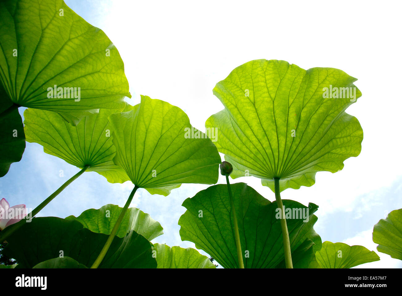 Multiple lotus leaves hi-res stock photography and images - Alamy