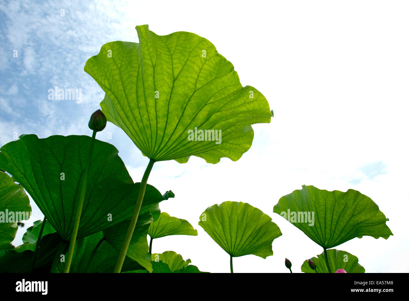 Multiple lotus leaves hi-res stock photography and images - Alamy