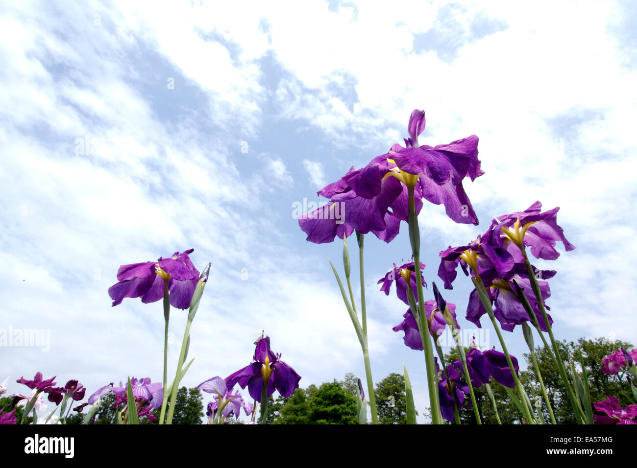 Blue japanese iris flower hi-res stock photography and images - Alamy