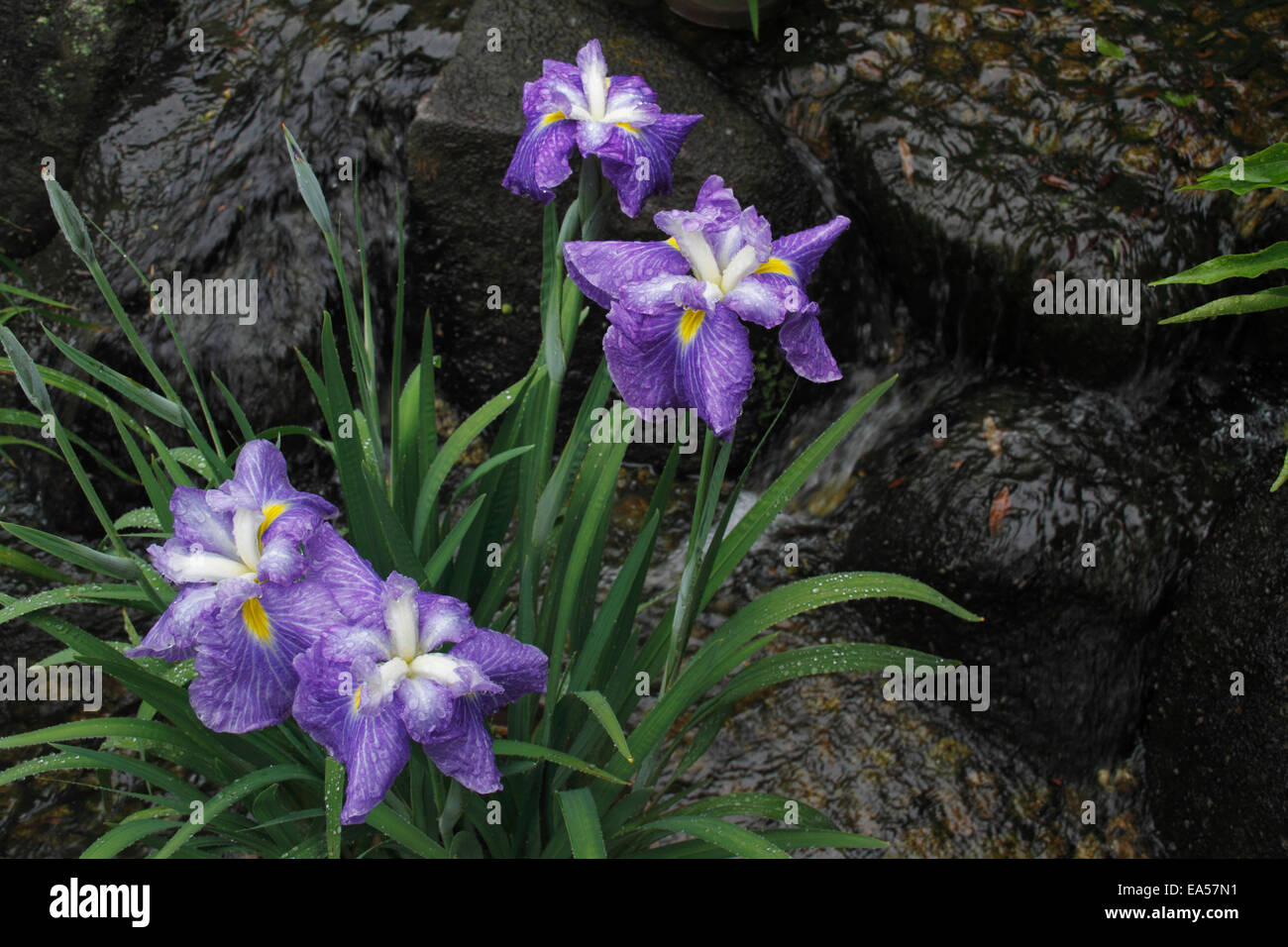 Japanese iris hi-res stock photography and images - Alamy