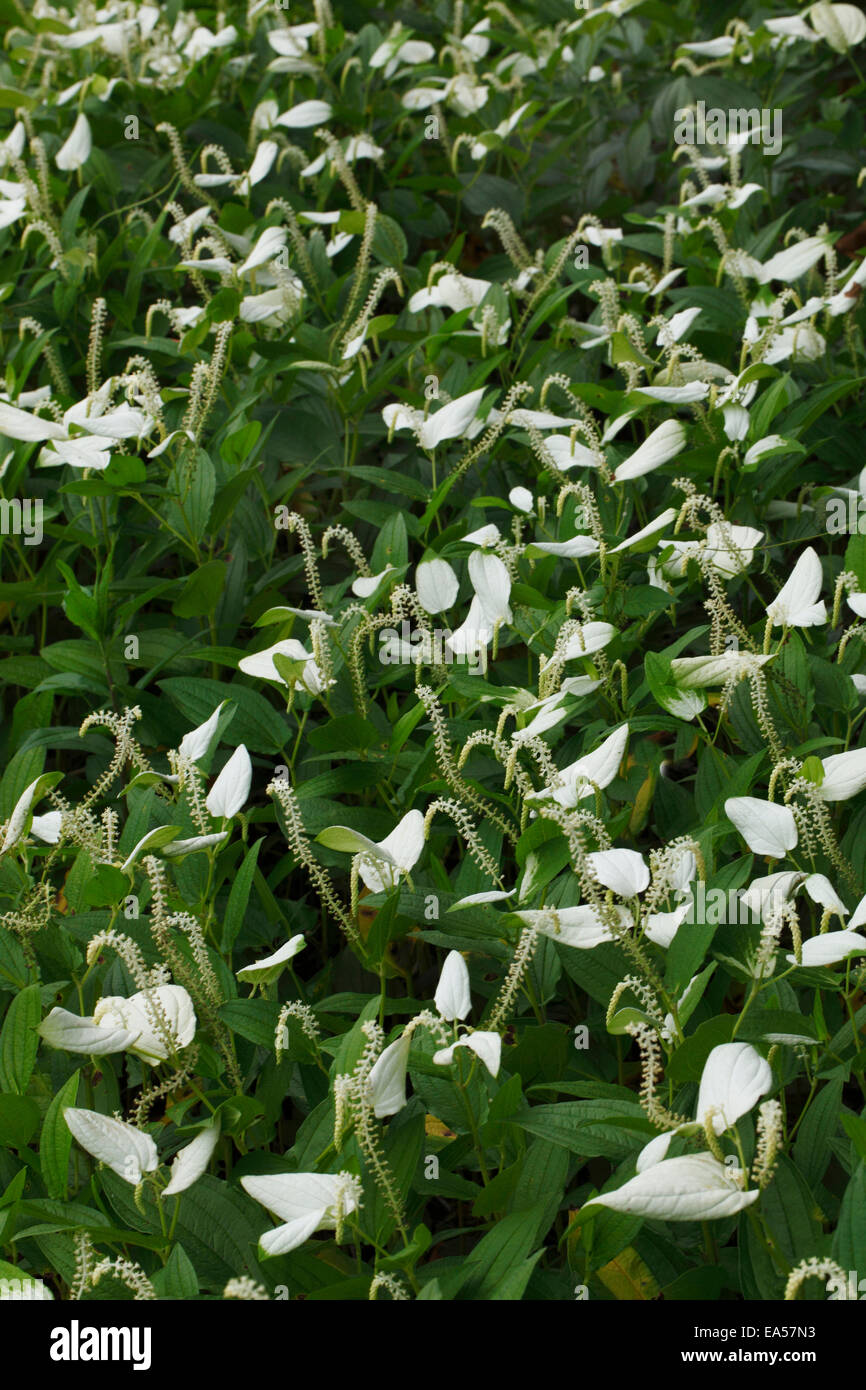 Saururus chinensis hi-res stock photography and images - Alamy