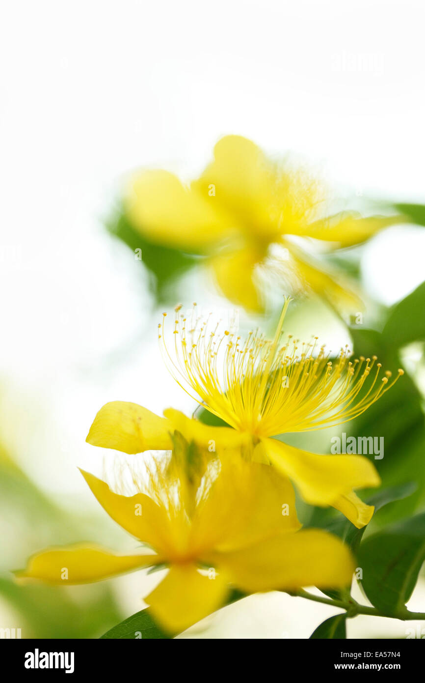Hypericum monogynum hi-res stock photography and images - Alamy