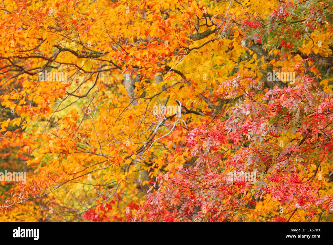 Autumn leaves hachimantai onuma hi-res stock photography and images - Alamy