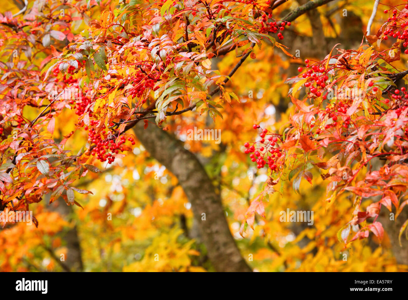 Sorbus commixta autumn hi-res stock photography and images - Alamy