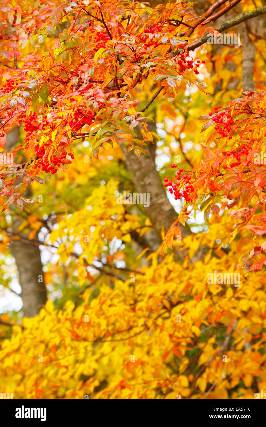 Sorbus Commixta Japanese Rowan Tree High Resolution Stock Photography ...