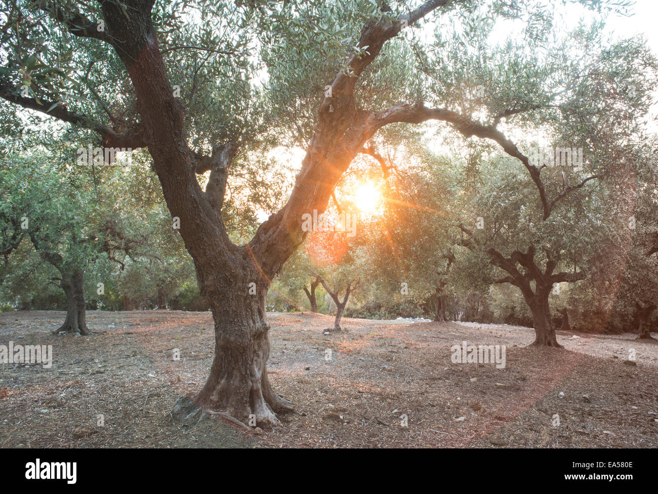 Olive trees and sun rays. Olive plantation Stock Photo - Alamy
