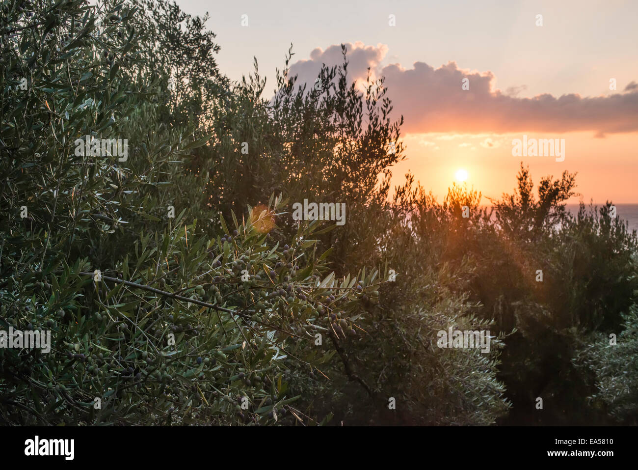 Olive trees on sunset. Sun rays Stock Photo - Alamy