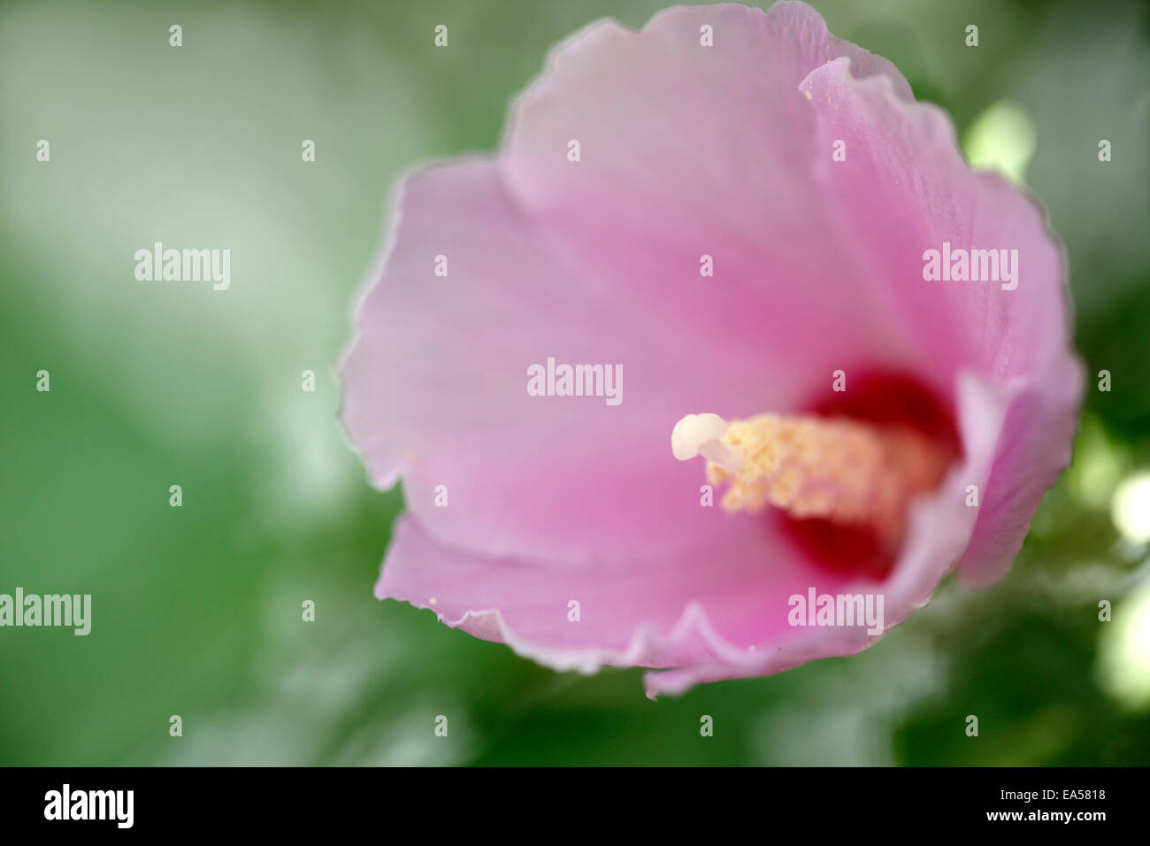 St joseph rod hi-res stock photography and images - Alamy