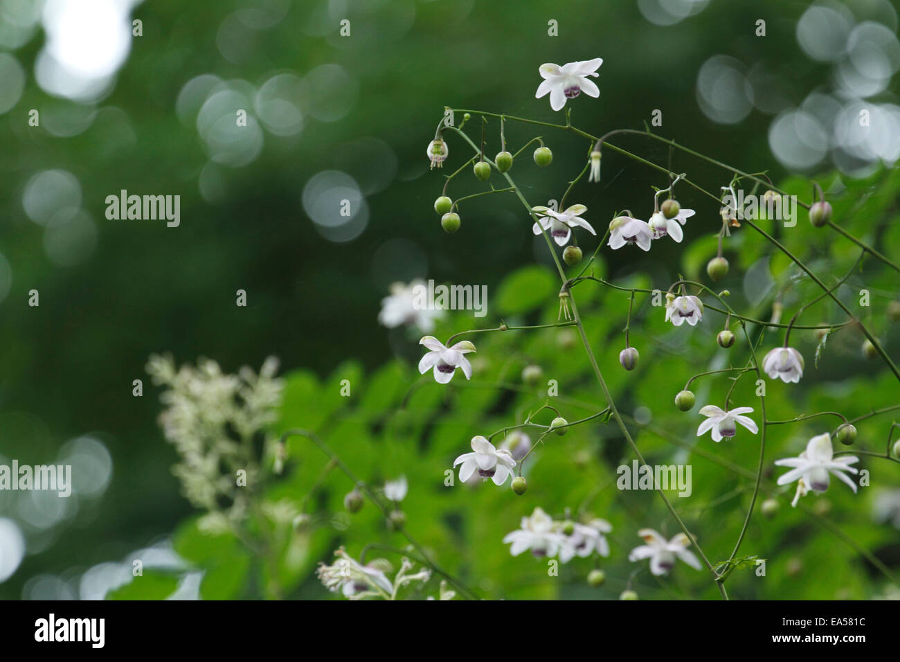Anemonopsis macrophylla hi-res stock photography and images - Alamy