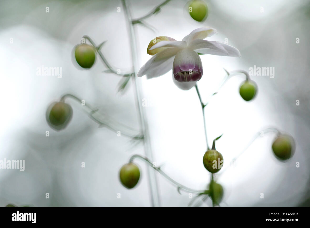 Anemonopsis macrophylla hi-res stock photography and images - Alamy
