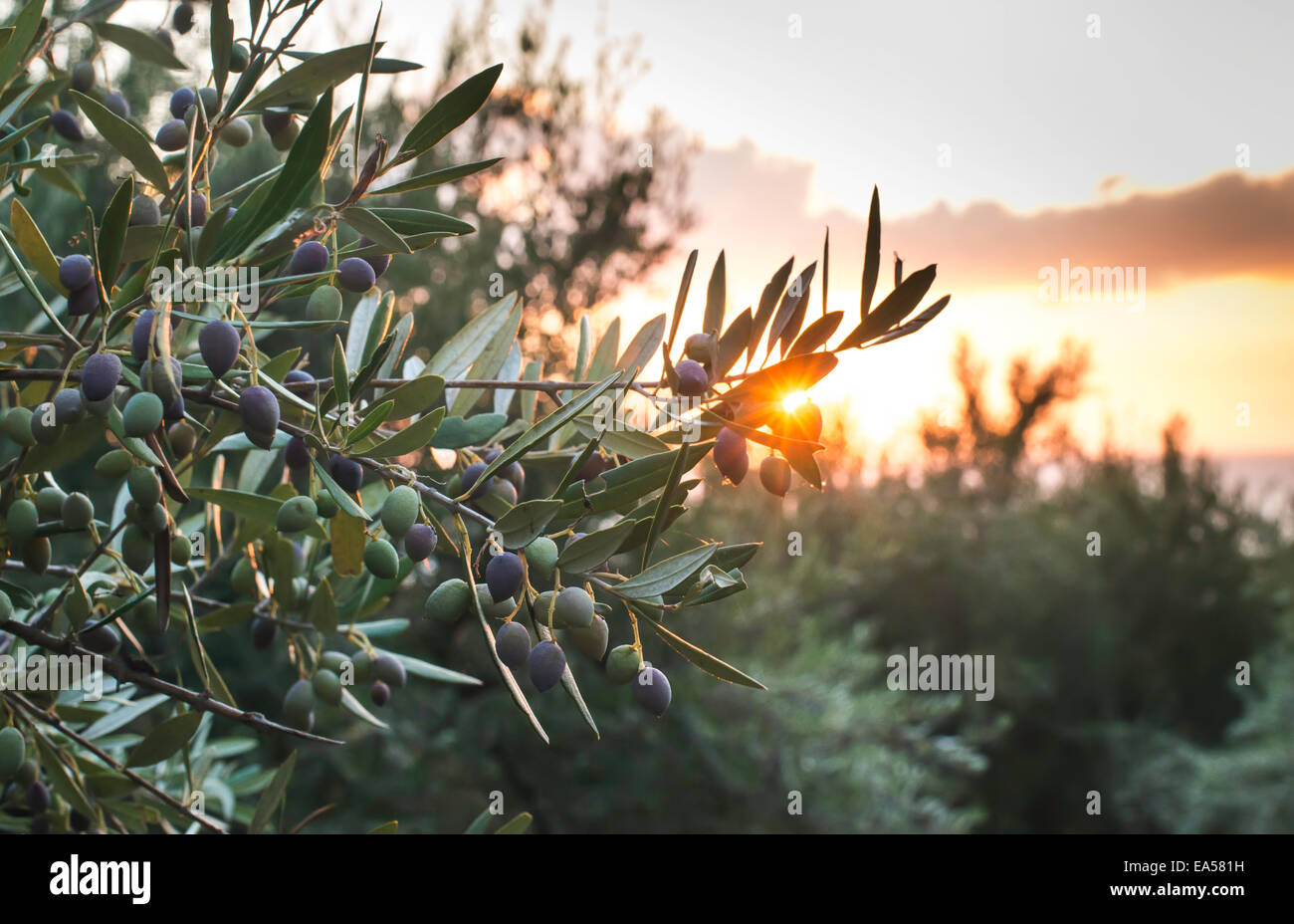 Olive trees on sunset. Sun rays Stock Photo - Alamy