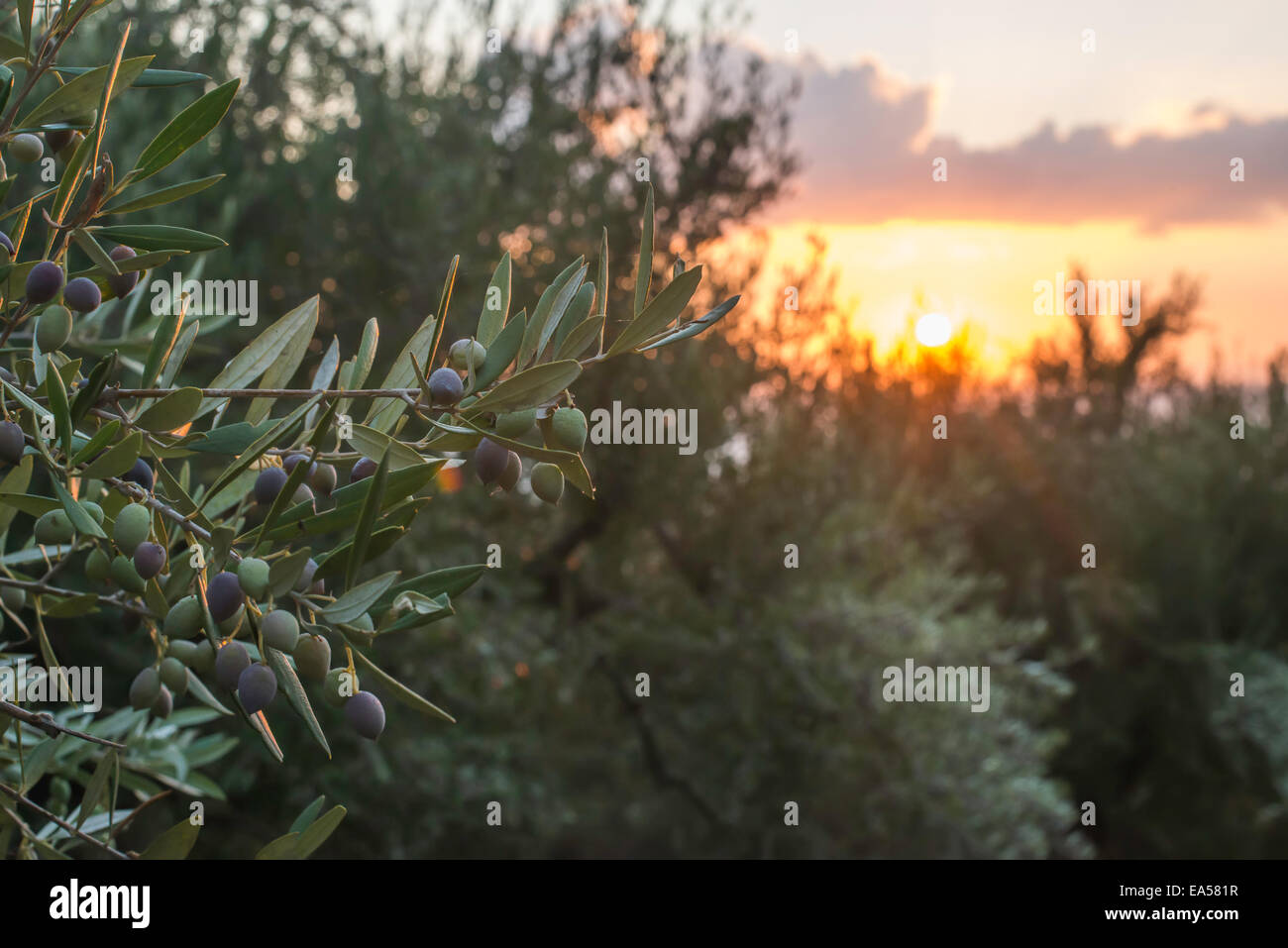 Olive trees on sunset. Sun rays Stock Photo - Alamy