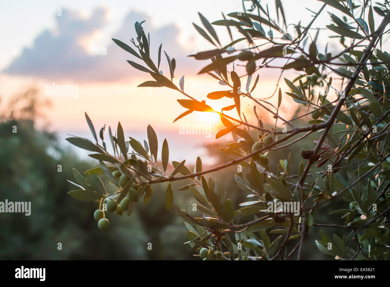 Olive trees on sunset. Sun rays Stock Photo - Alamy