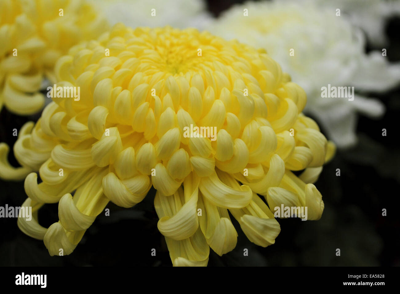 Multiple mums hi-res stock photography and images - Alamy