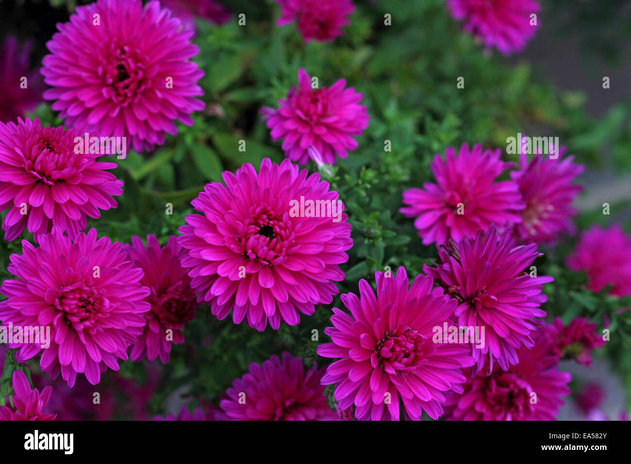 Multiple mums hi-res stock photography and images - Alamy