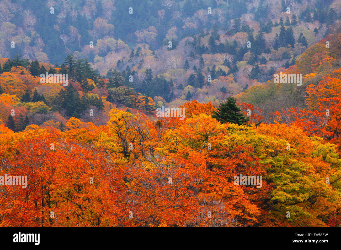 Akita Prefecture, Japan Stock Photo - Alamy