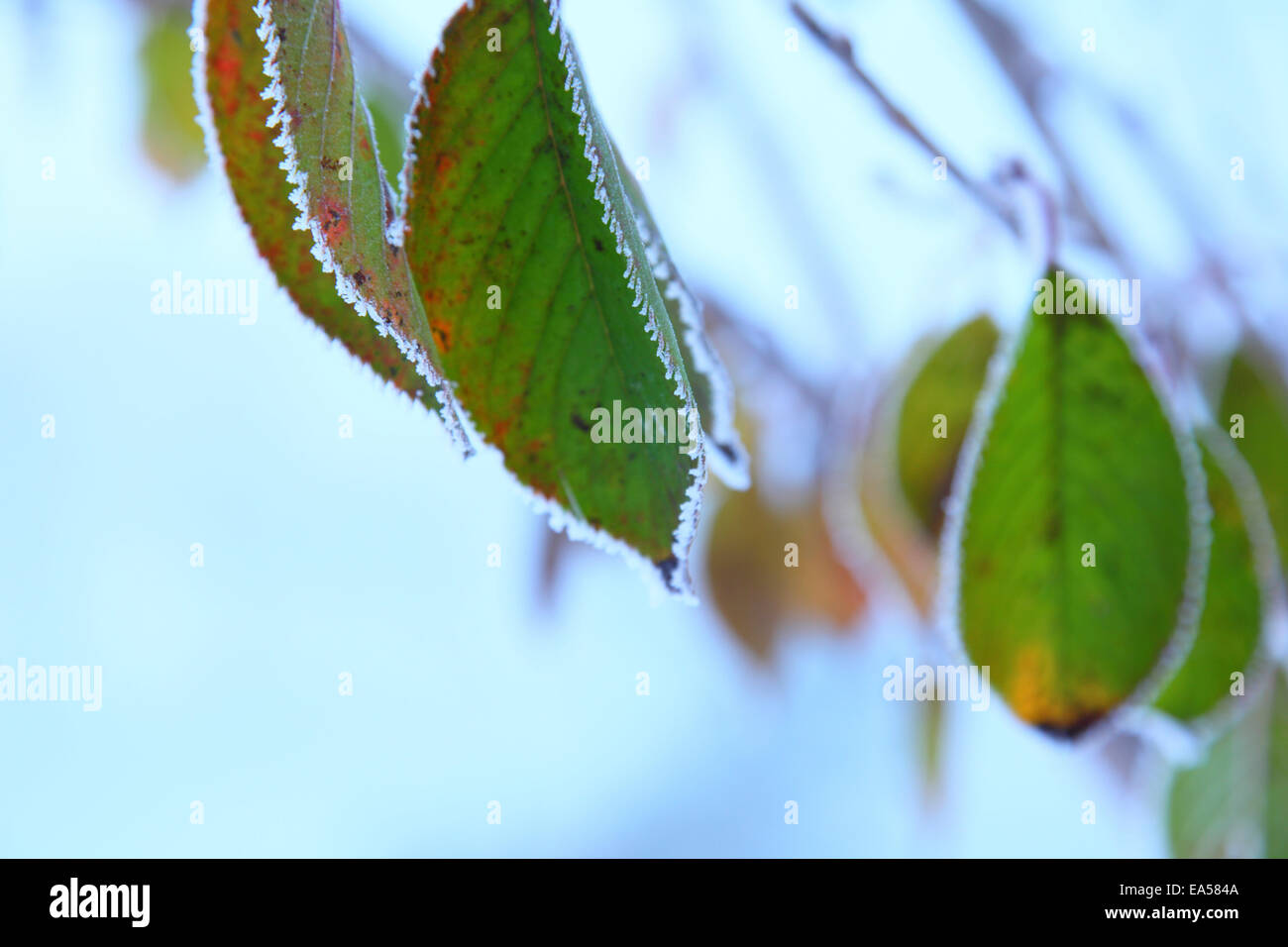 Notched leaves hi-res stock photography and images - Alamy