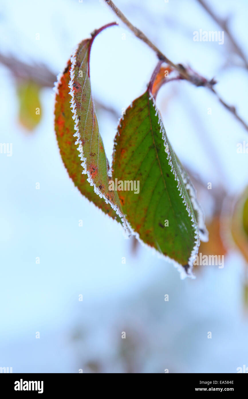 Notched leaves hi-res stock photography and images - Alamy