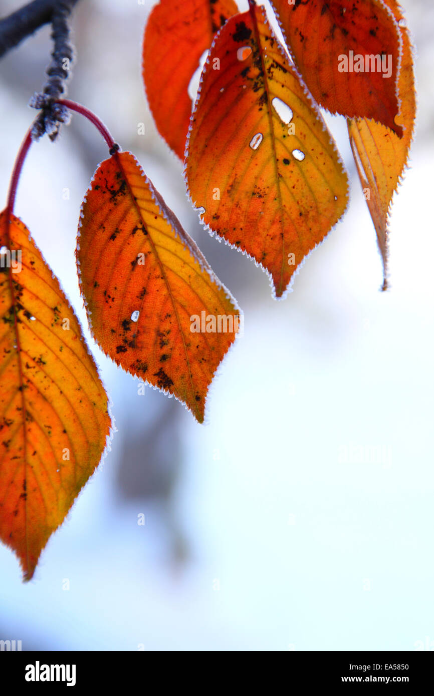 Notched leaves hi-res stock photography and images - Alamy