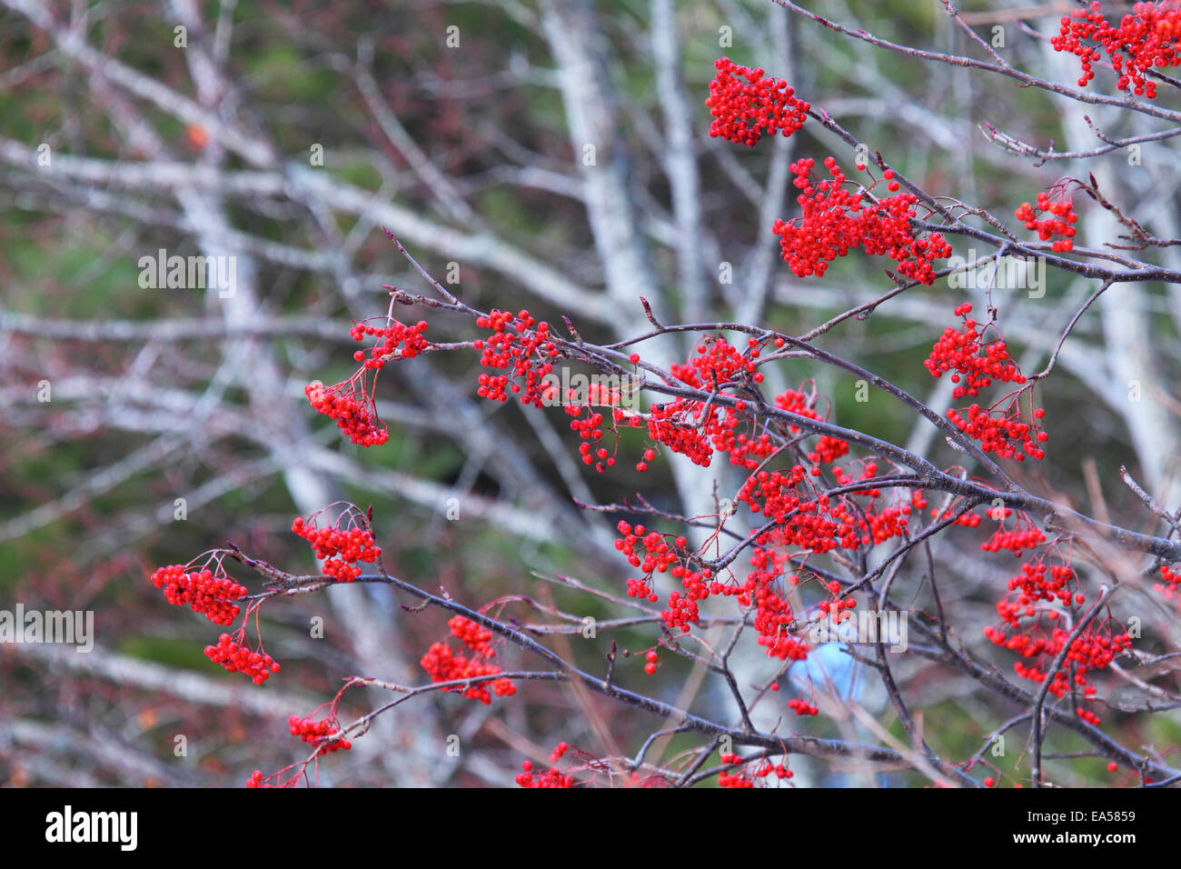 Sorbus Commixta Japanese Rowan Tree High Resolution Stock Photography ...