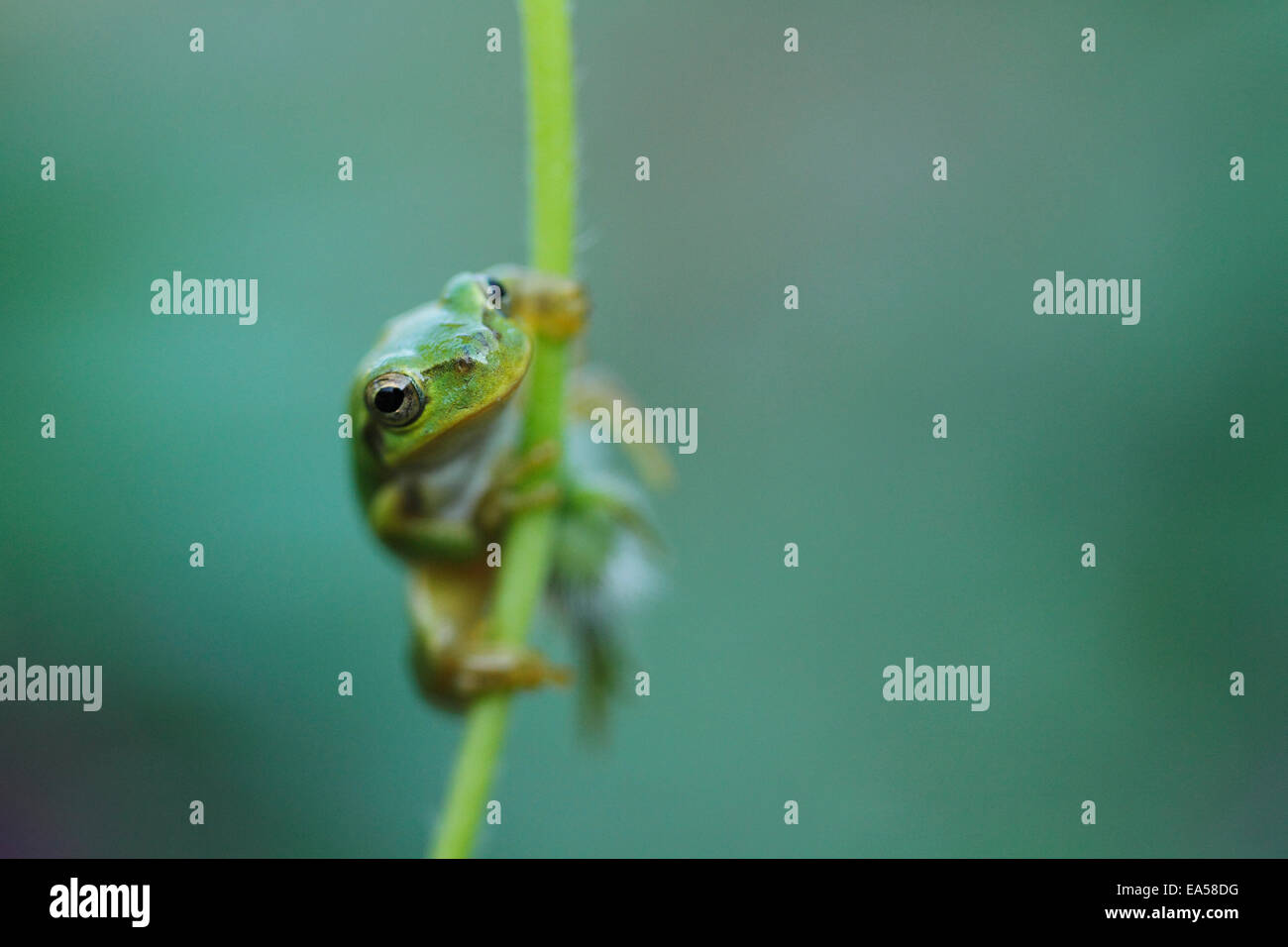 Japanese Tree Frog Stock Photo - Alamy