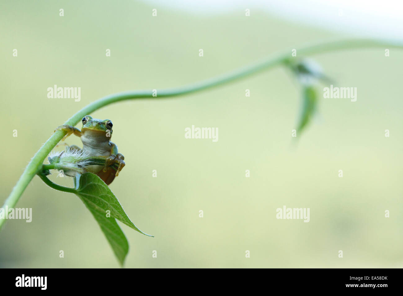 Japanese Tree Frog Stock Photo - Alamy