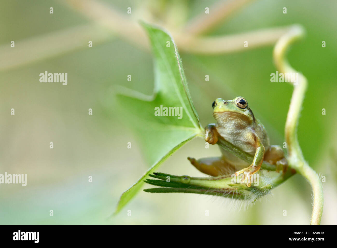 Japanese Tree Frog Stock Photo - Alamy