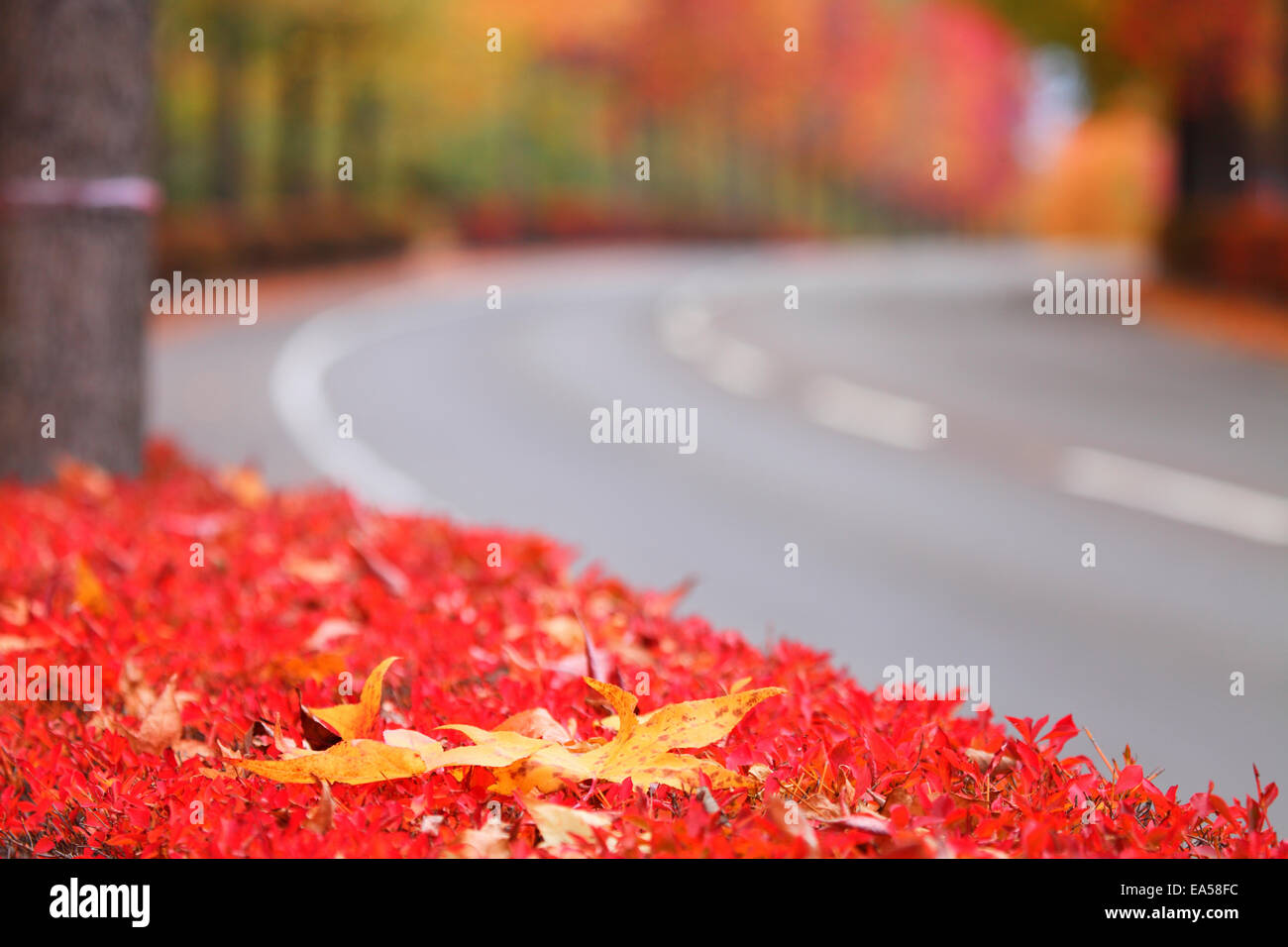 Bending leaves hi-res stock photography and images - Alamy