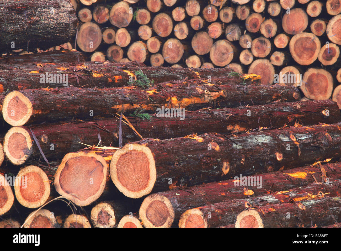 Red cedar cross section tree hi-res stock photography and images - Alamy
